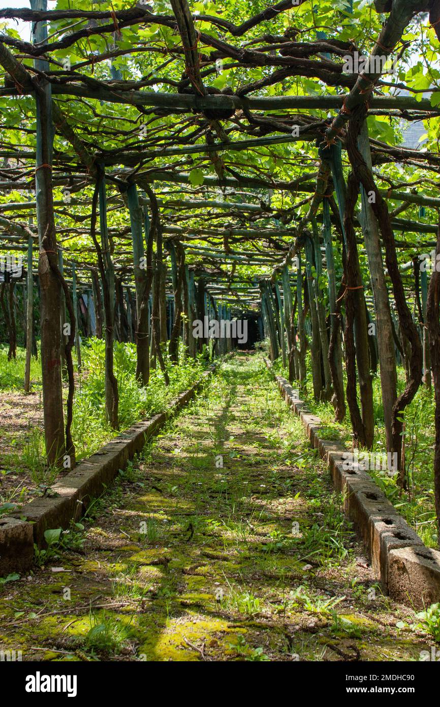 vines in a vineyard, Ravello, Italy Ravello is a town and comune ...