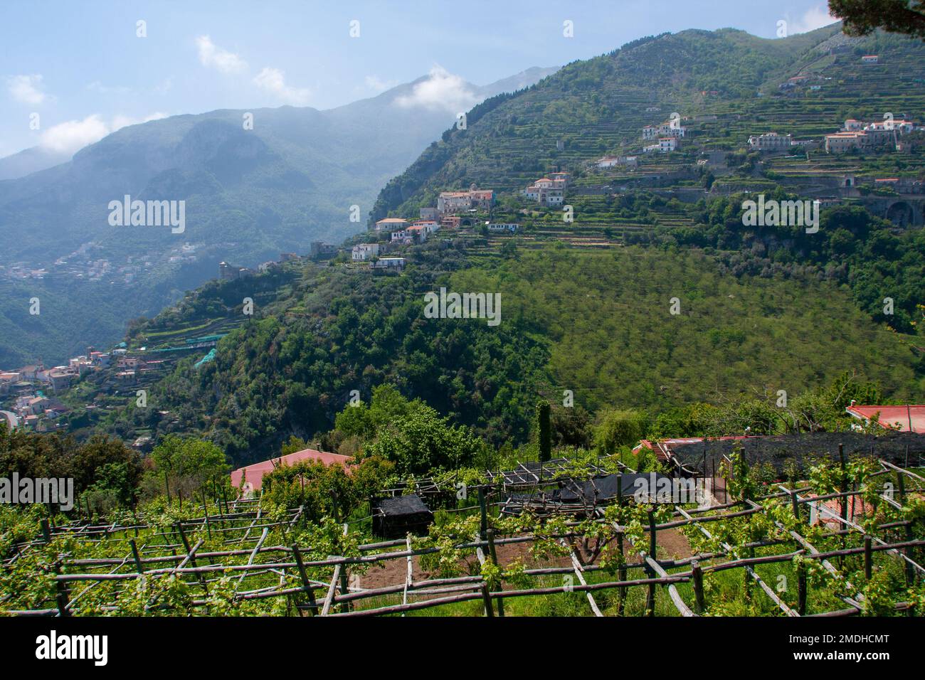vines in a vineyard, Ravello, Italy Ravello is a town and comune ...