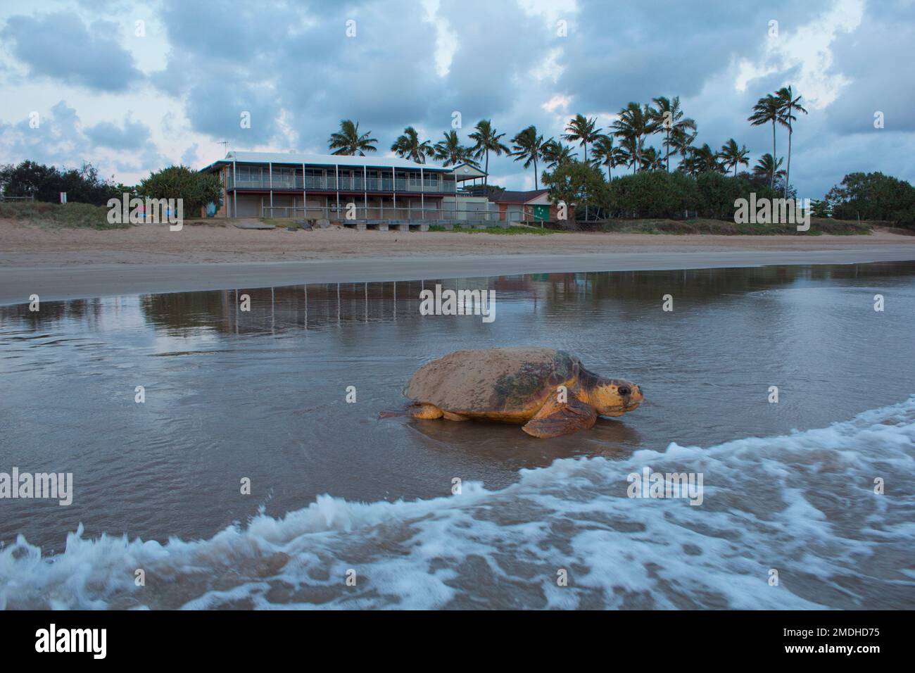 A female Loggerhead Turtle (Caretta caretta) returns to the sea after ...