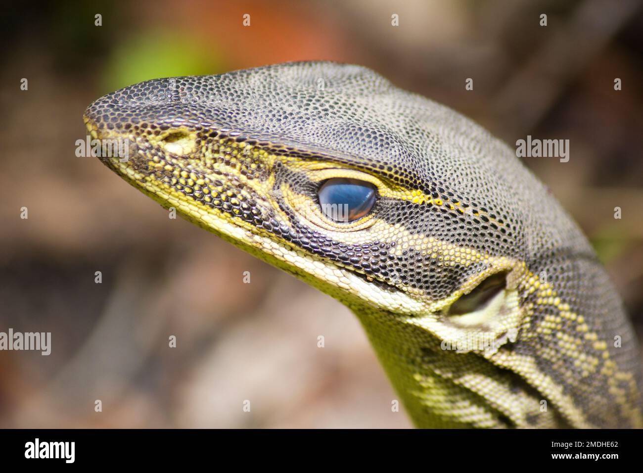 Sand Goanna with it's nistitating membrane closed.Varanus gouldii ...