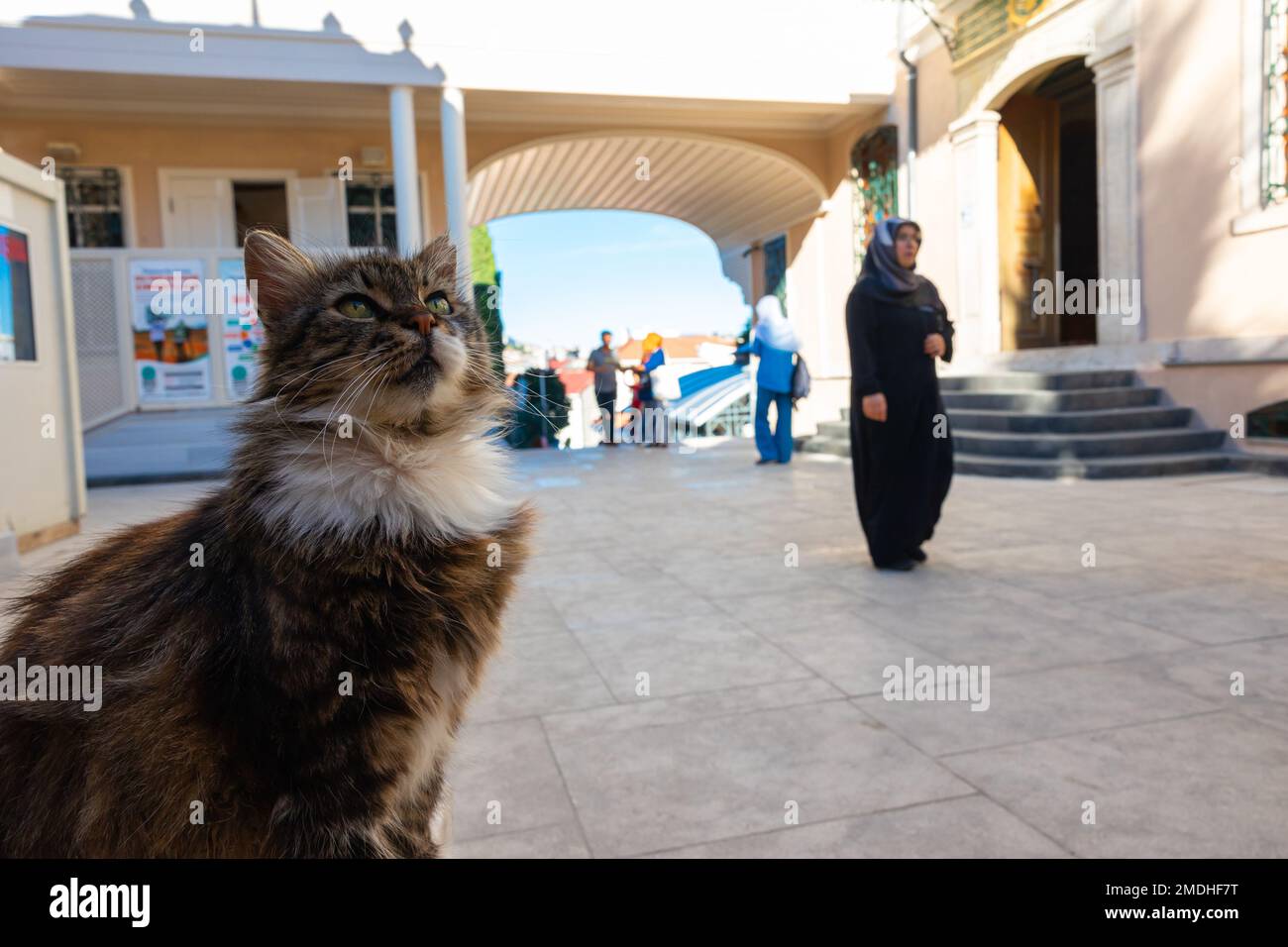 Stray cats of Istanbul. A stray cat in the courtyard of a mosque ...