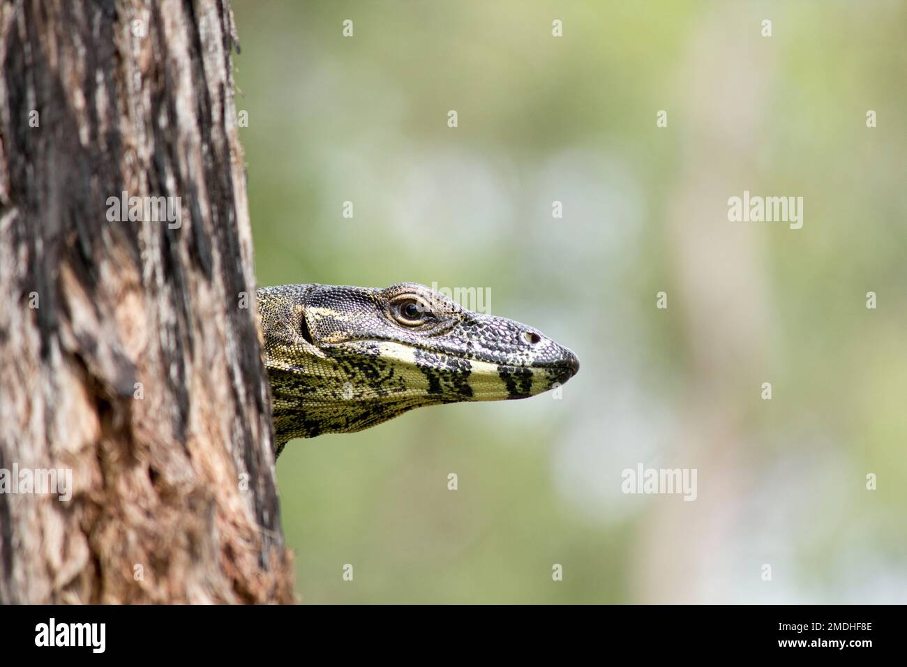 A Lace Monitor (Varanus varius) looks around a tree trunk at the ...