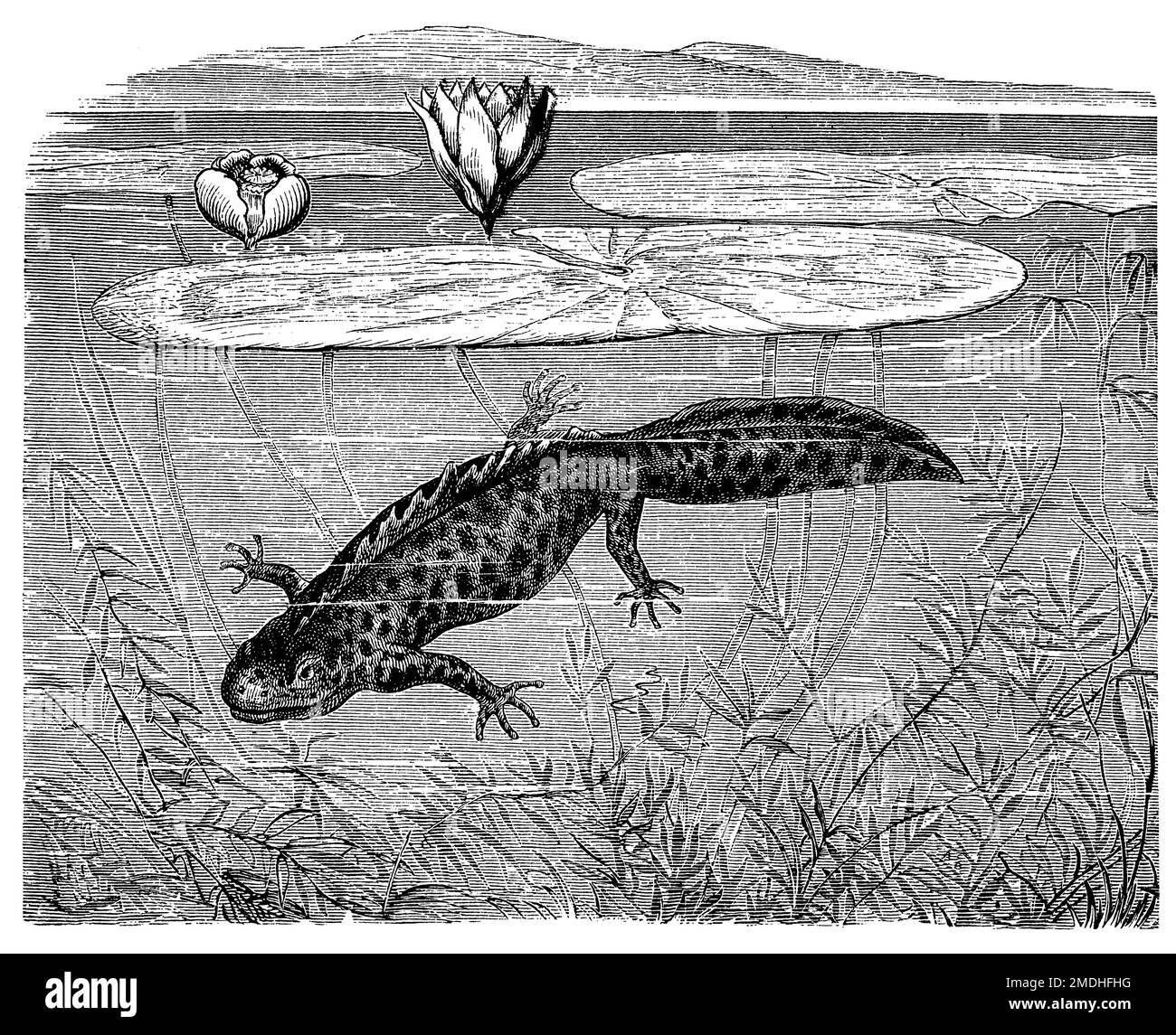 crested newt, Triturus cristatus, anonym (zoology book, 1899 ...