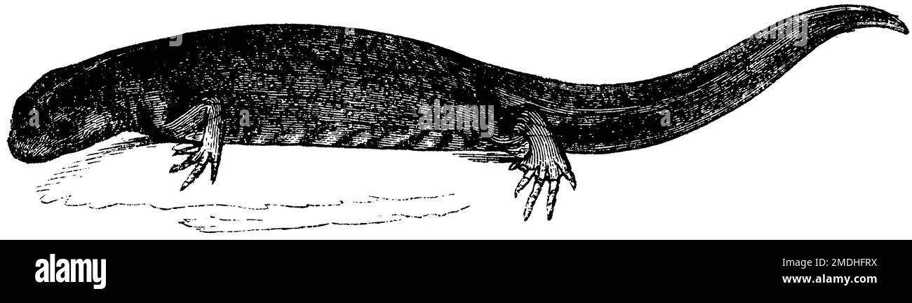 Great crested newt female Black and White Stock Photos & Images - Alamy