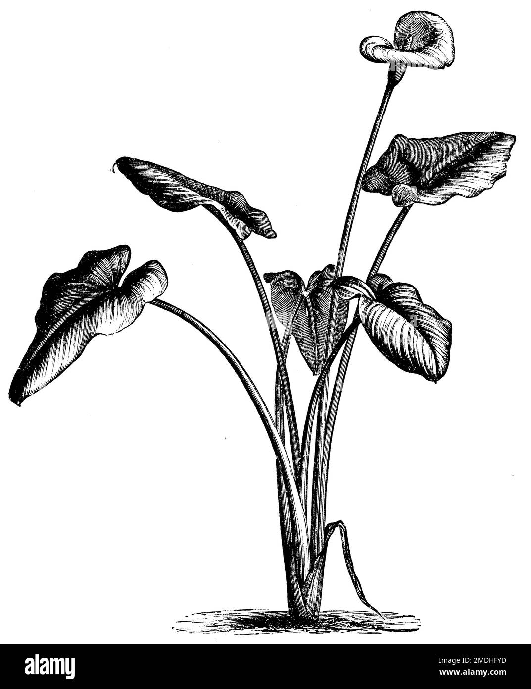 calla lily, Zantedeschia aethiopica, (garden book, 1877), Calla, L'Arum ...
