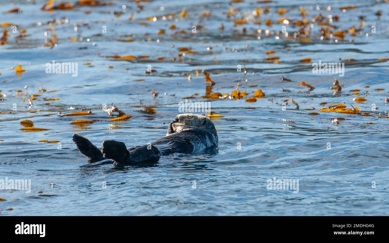 Sea otters floating in the waters of Monterrey Bay, California Stock ...