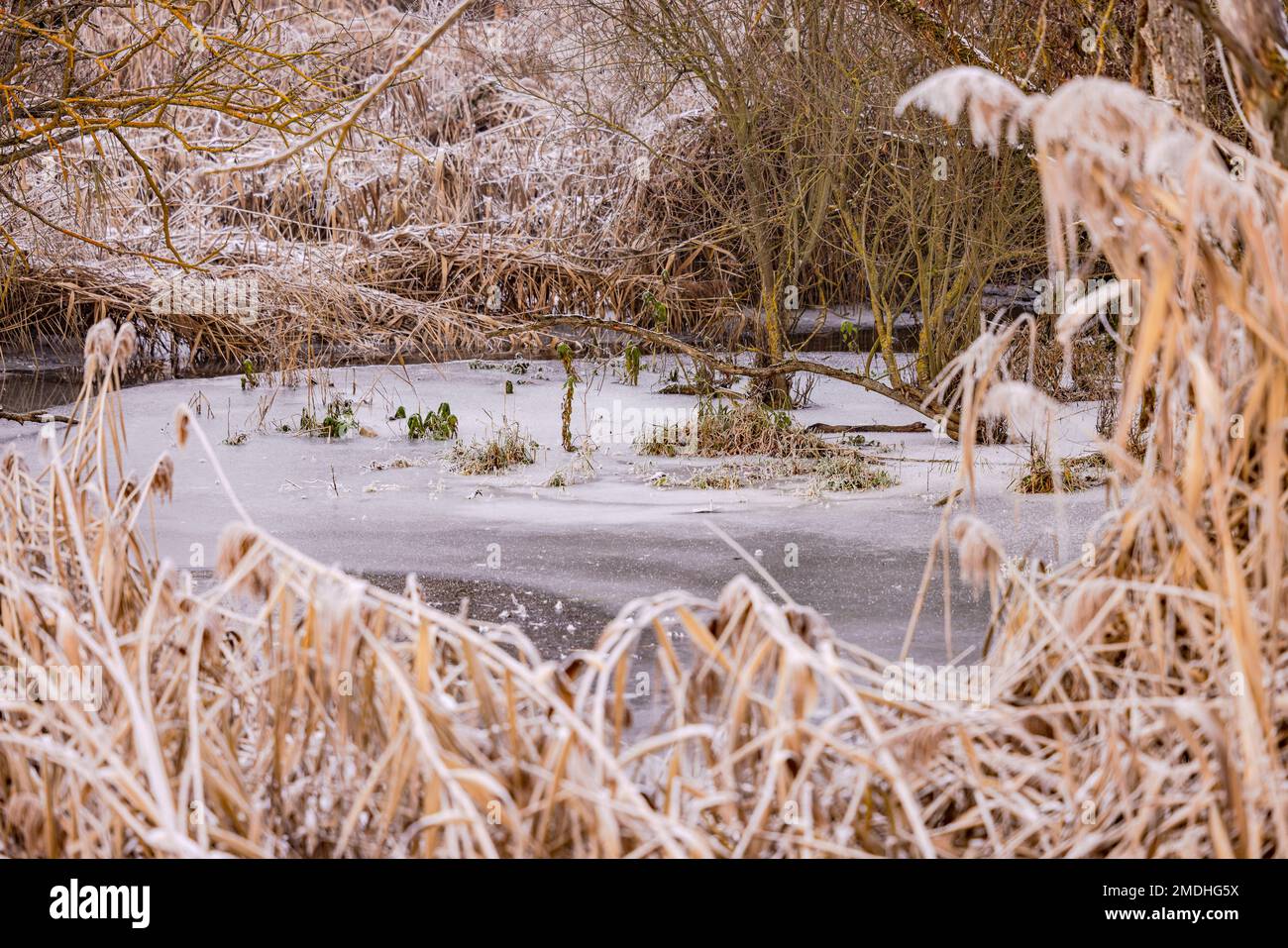 Winter impression with icy reeds and scrub at a frozen lake in winter ...
