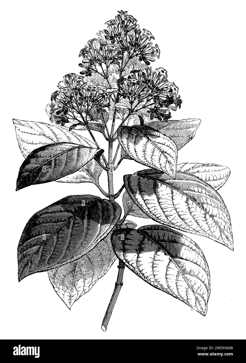 Quinquina officinalis hi-res stock photography and images - Alamy