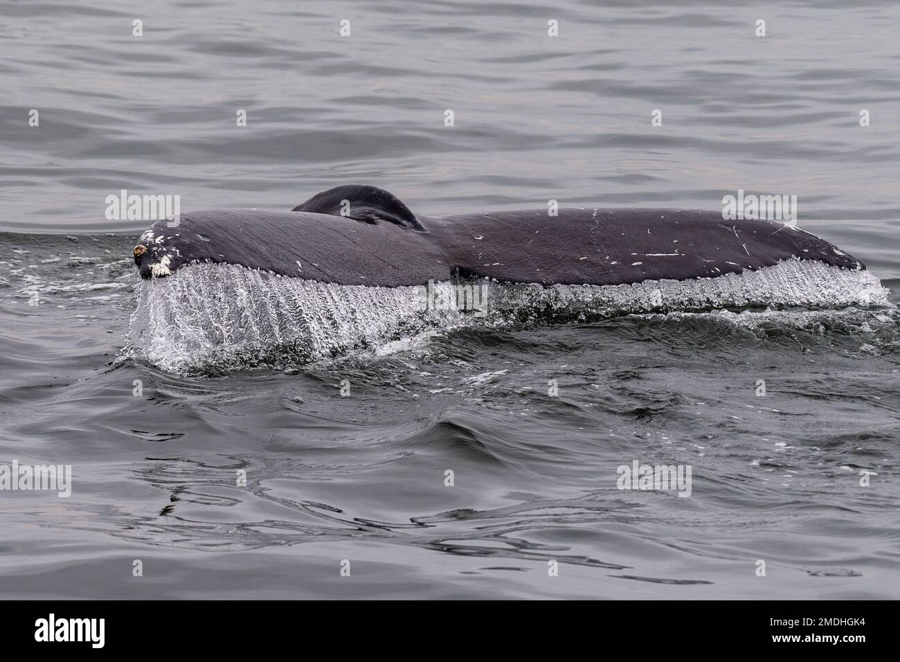 Detailed close-up of a the tail fin of a diving whale. Walvis Bay ...