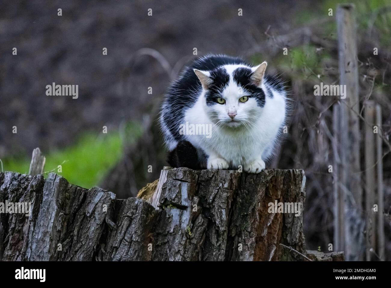 A black and white domestic cat sits on a tree stump and lurks for prey ...