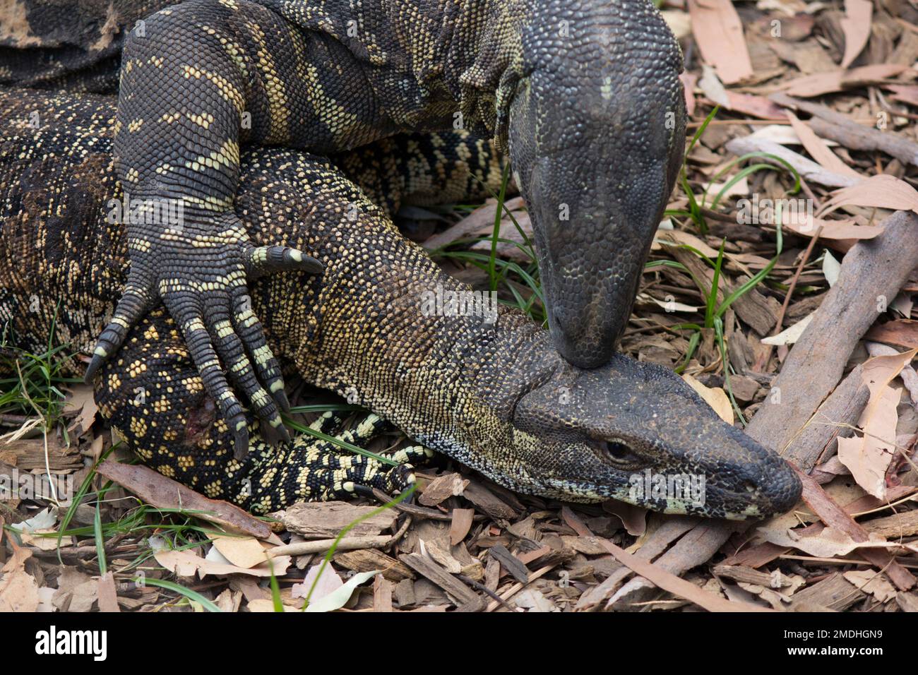 Australian tree goanna hi-res stock photography and images - Alamy