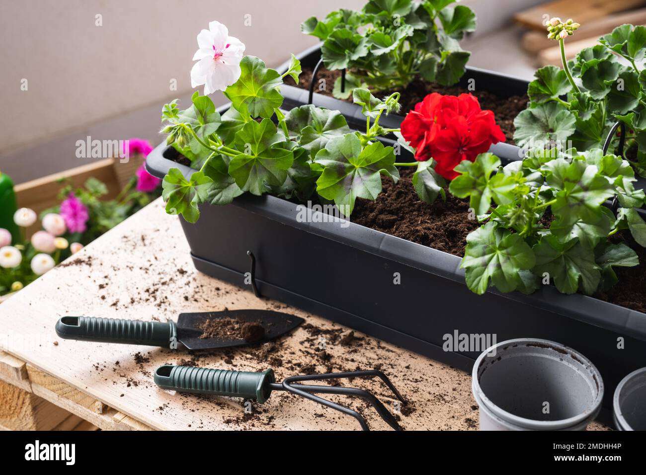 Planting spring flowers. Gardening Concept Stock Photo - Alamy