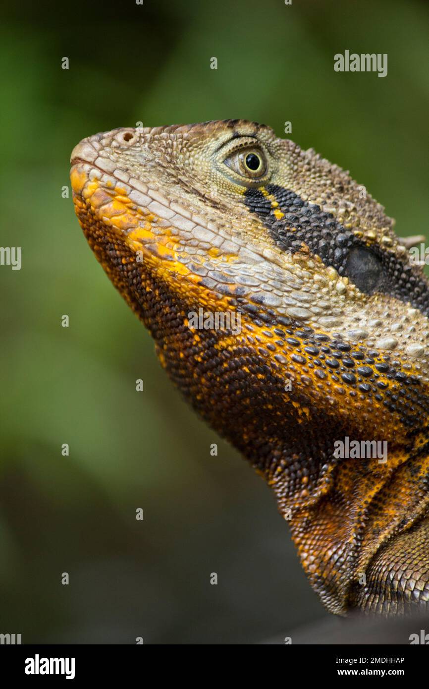 Australian eastern water dragon lizard hi-res stock photography and ...