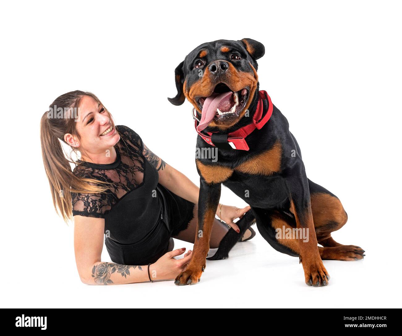 purebred rottweiler and woman in front of white background Stock Photo ...