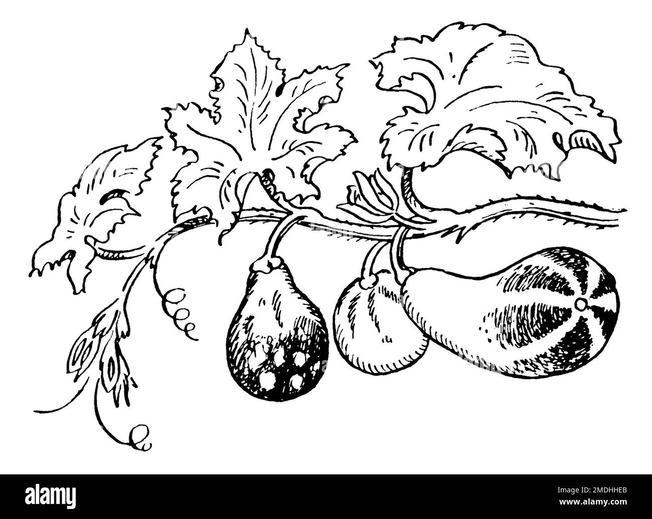 Upo Clipart Black And White
