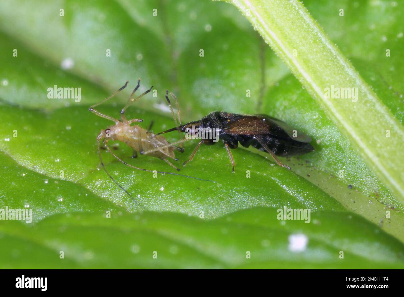 Minute pirate bugs or called flower bugs (Anthocoridae) is a family of ...
