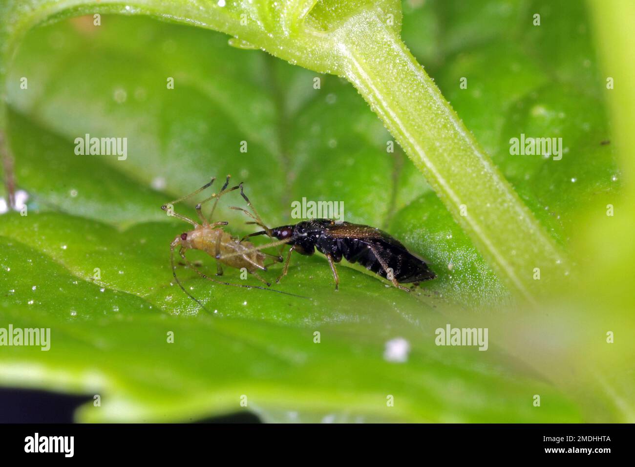 Minute pirate bugs or called flower bugs (Anthocoridae) is a family of ...