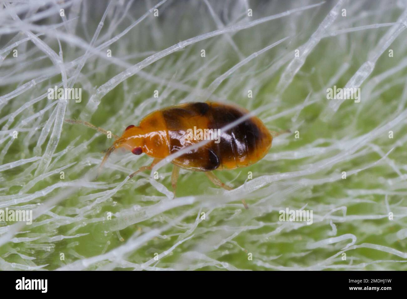 Larva of Minute pirate bugs or called flower bugs (Anthocoridae) is a ...