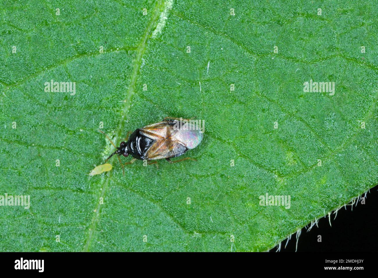 Minute pirate bugs or called flower bugs (Anthocoridae) is a family of ...