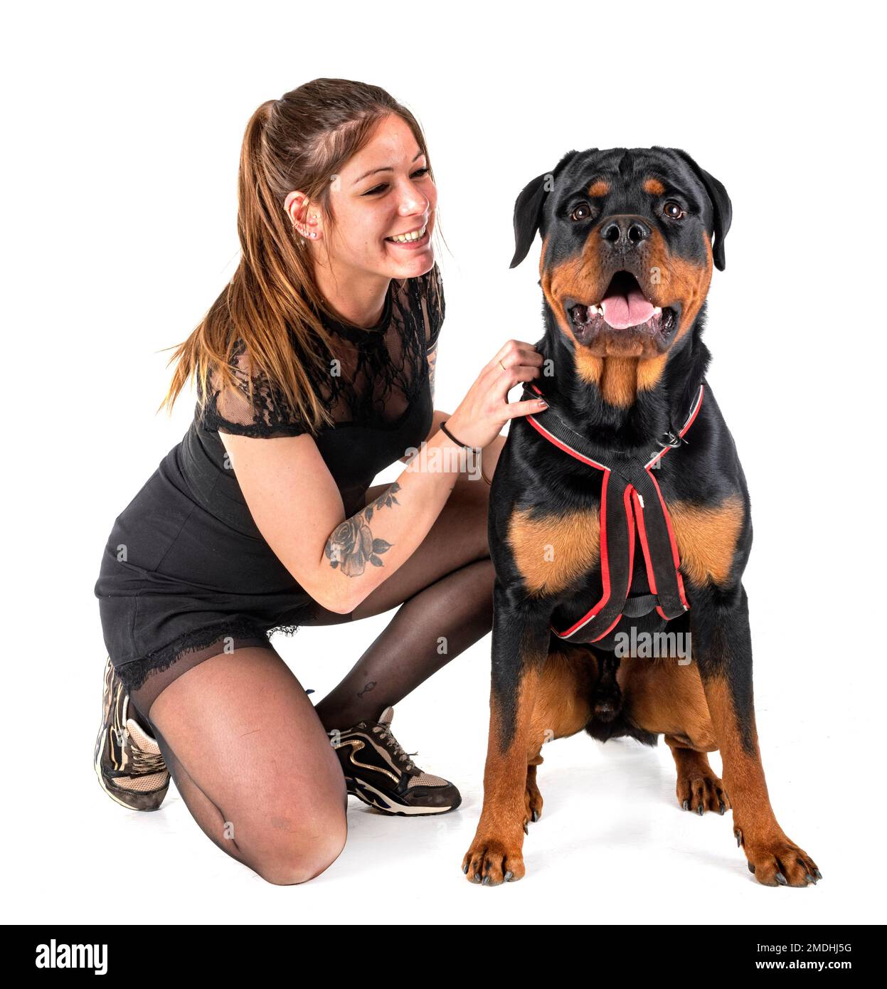 purebred rottweiler and woman, in front of white background Stock Photo ...