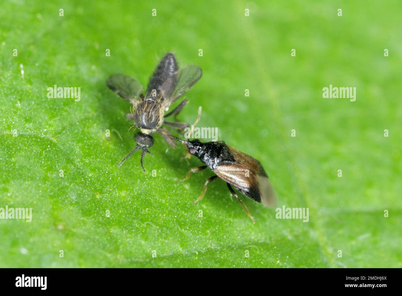 Minute pirate bugs or called flower bugs (Anthocoridae) is a family of ...