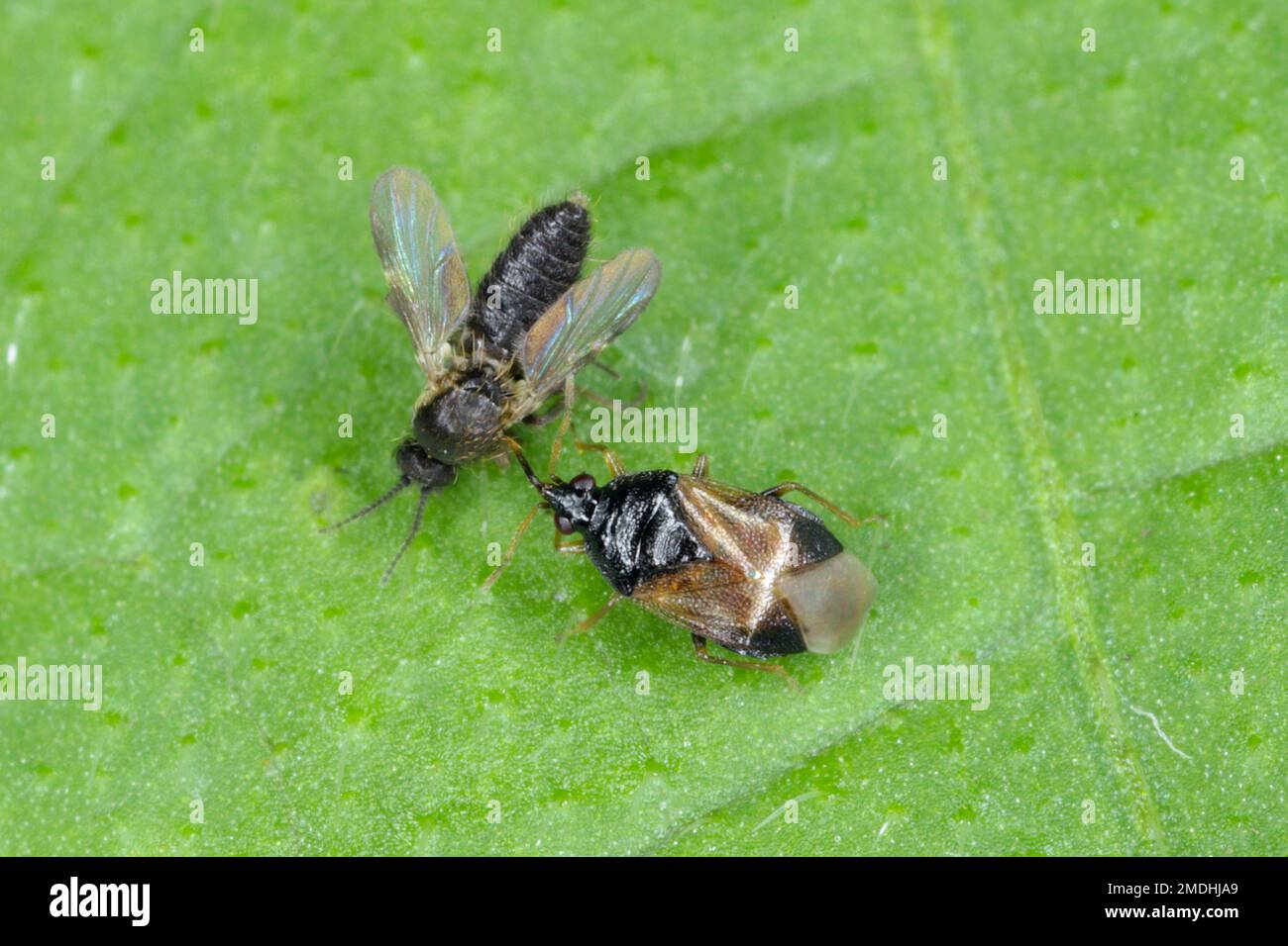 Minute pirate bugs or called flower bugs (Anthocoridae) is a family of ...