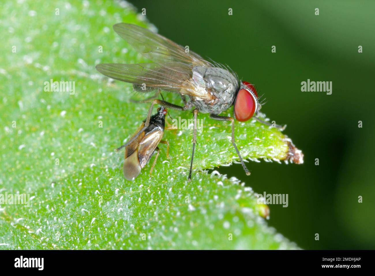 Minute pirate bugs or called flower bugs (Anthocoridae) is a family of ...