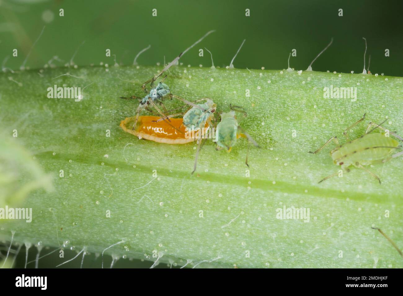larva of an Aphidoletes aphidimyza (commonly referred to as the aphid ...