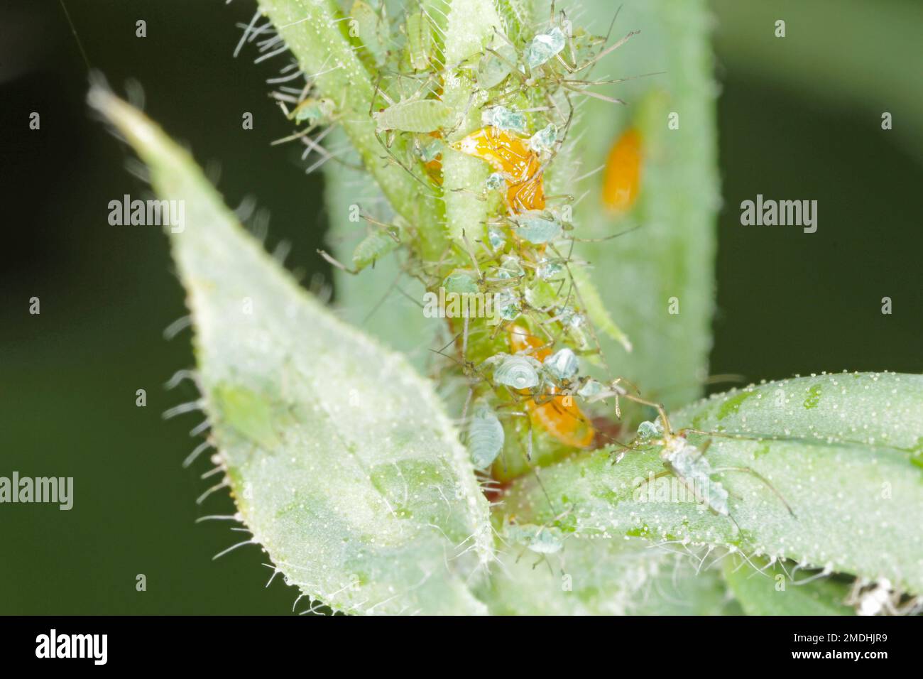 Pea aphid (acyrthosiphon pisum) hi-res stock photography and images - Alamy