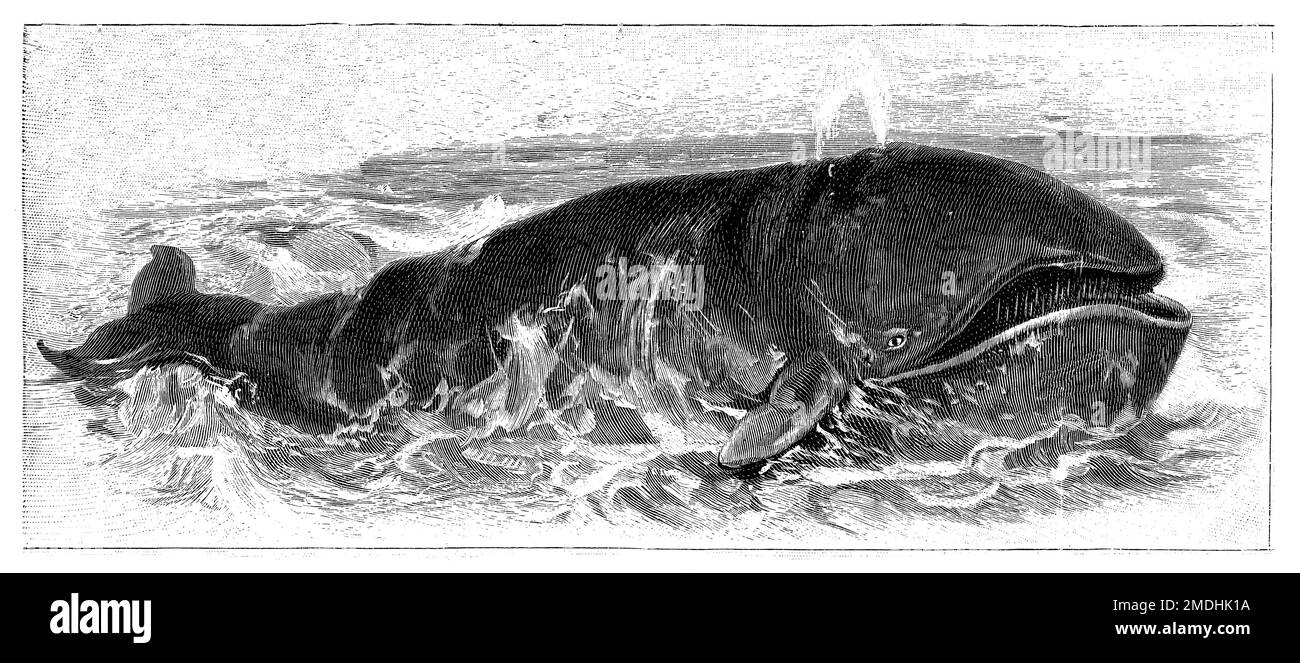 Greenland whale, Balaena mysticetus, Specht, Friedrich (encyclopedia ...
