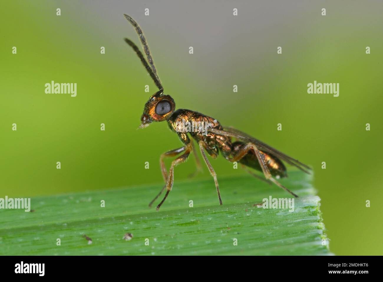 Rose seed wasp hi-res stock photography and images - Alamy