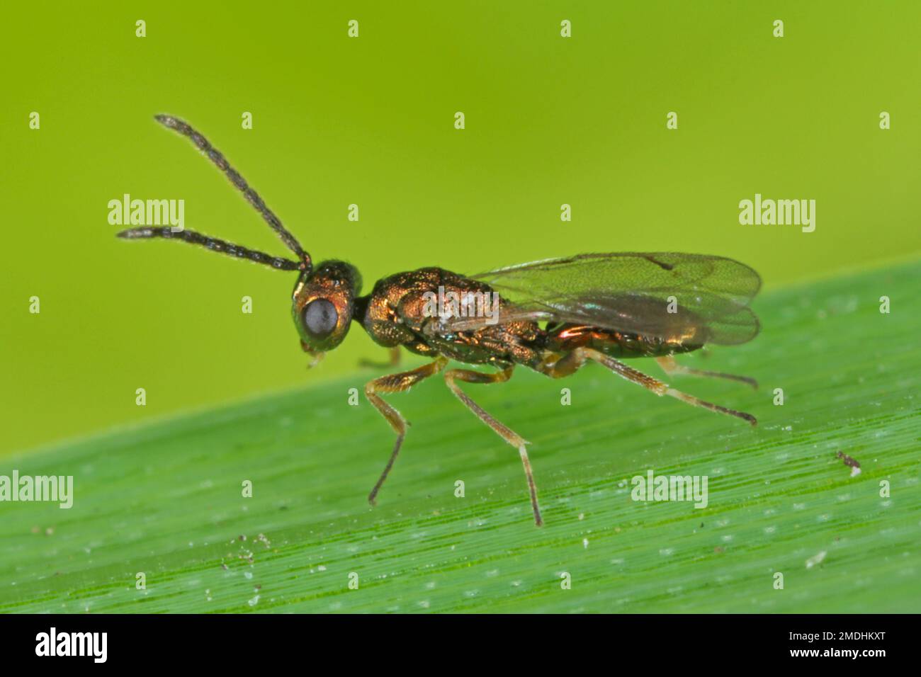 Adult Chalcidoid Wasp of the Superfamily Chalcidoidea Stock Photo - Alamy