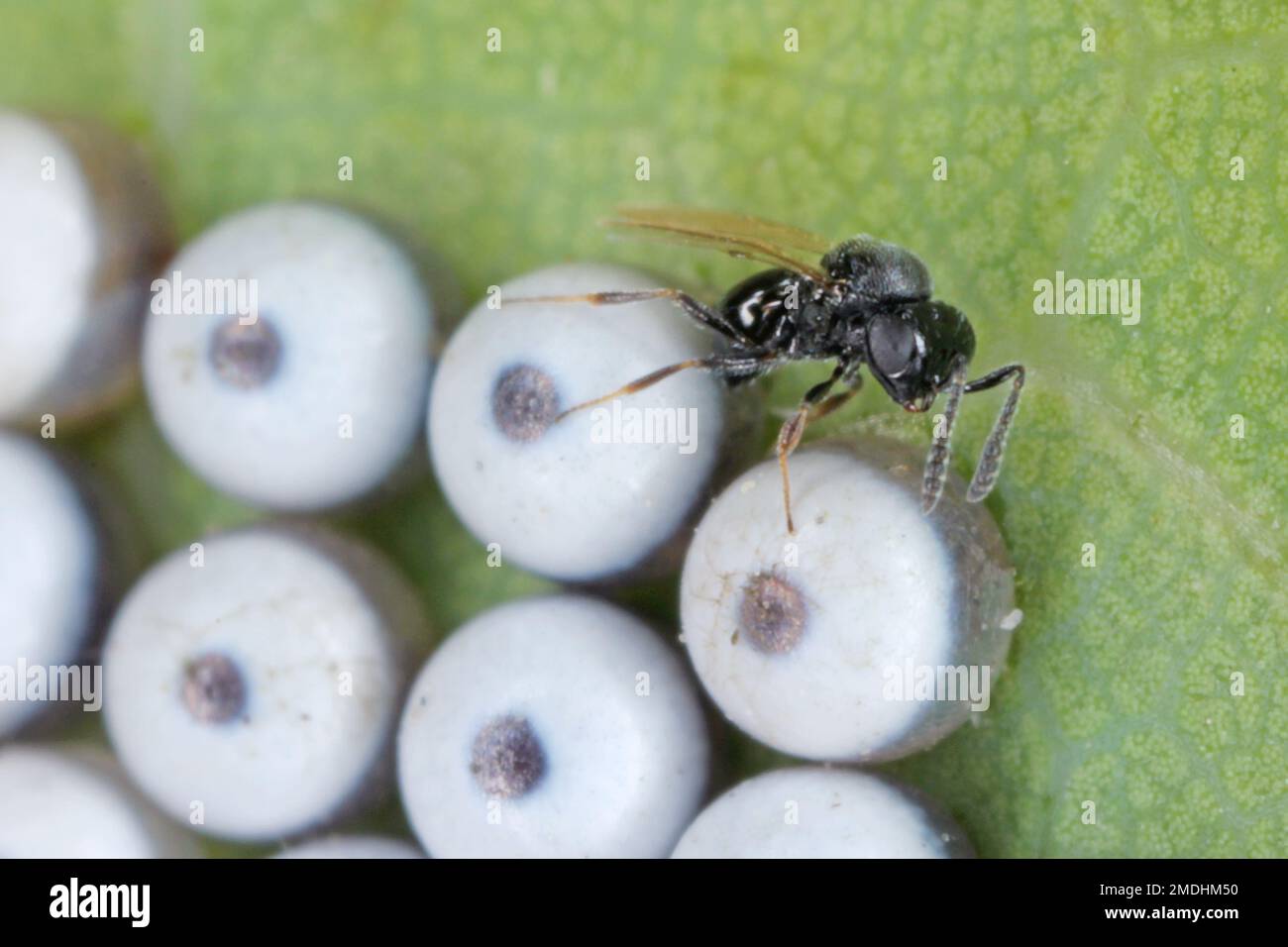 An adult Green vegetable bug egg parasitoid Trissolcus sp. (Hymenoptera ...