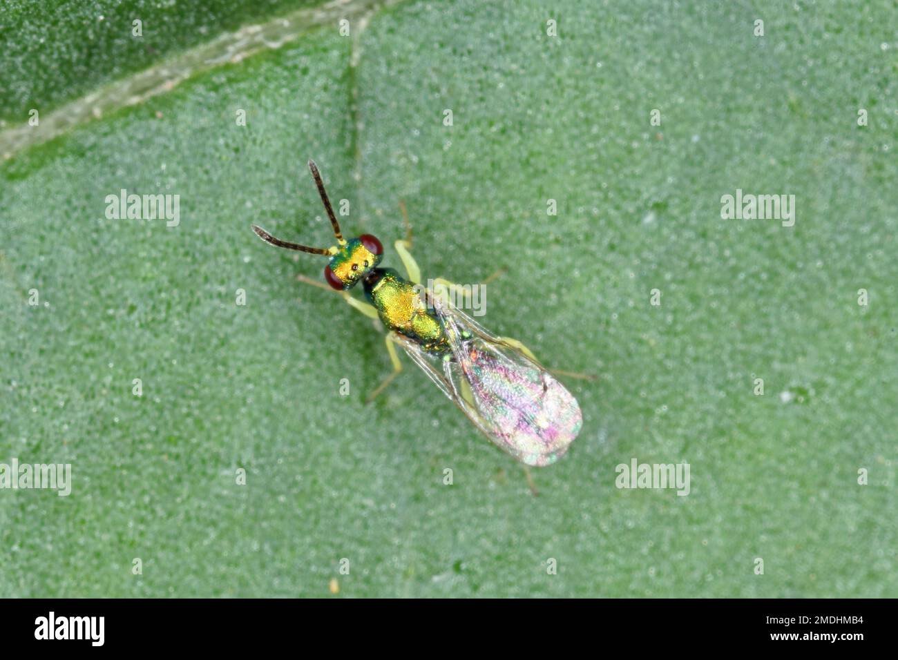 Adult Chalcidoid Wasp of the Superfamily Chalcidoidea Stock Photo - Alamy