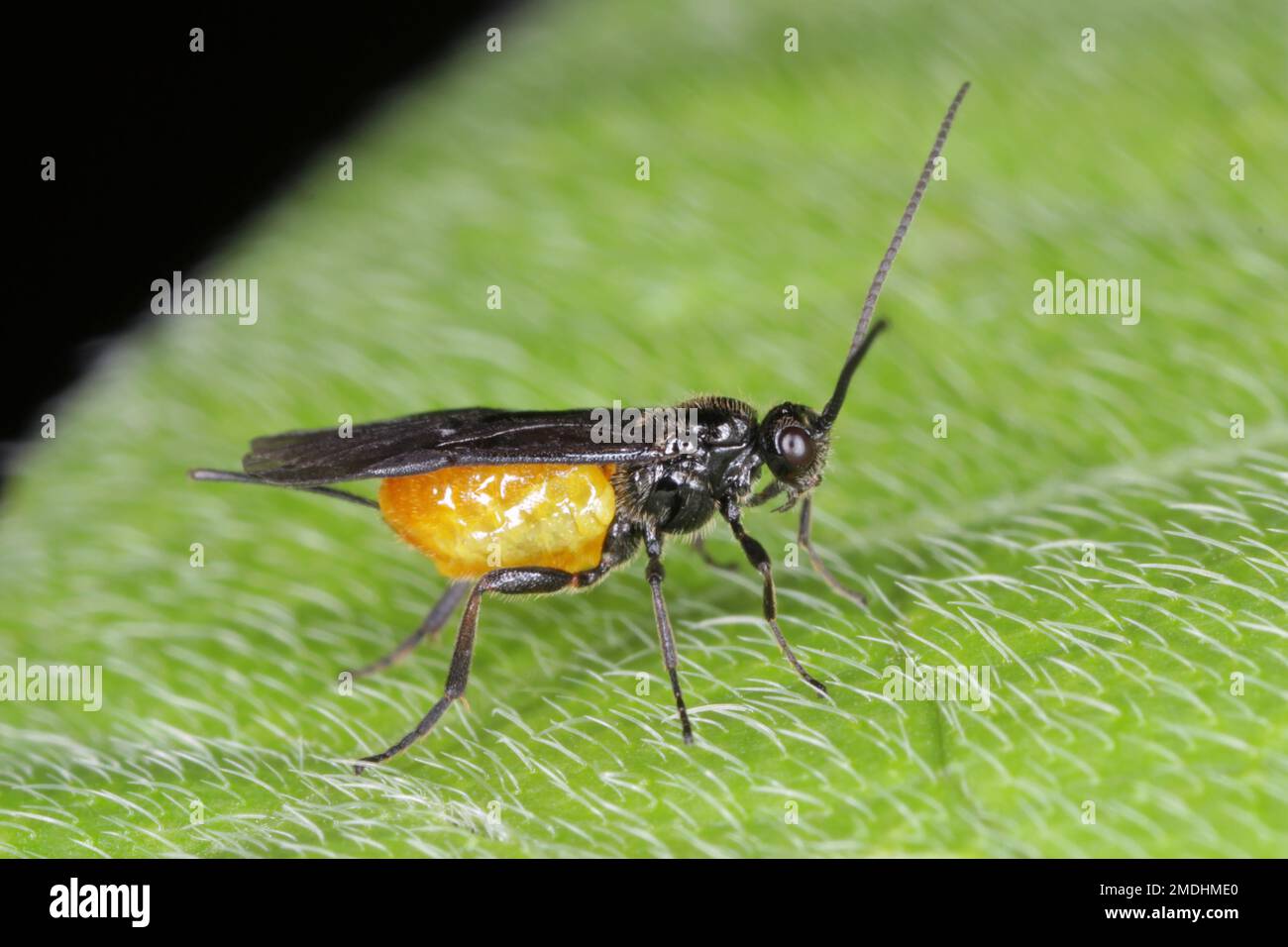 An adult colourful tiny of parasitoid wasp (chalcidoidea Stock Photo - Alamy