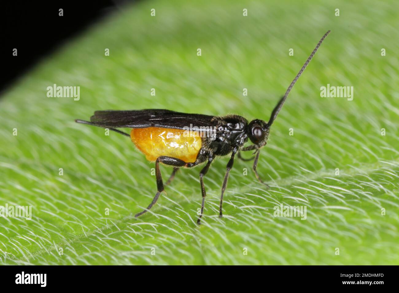 Adult parasitoid insect hi-res stock photography and images - Alamy