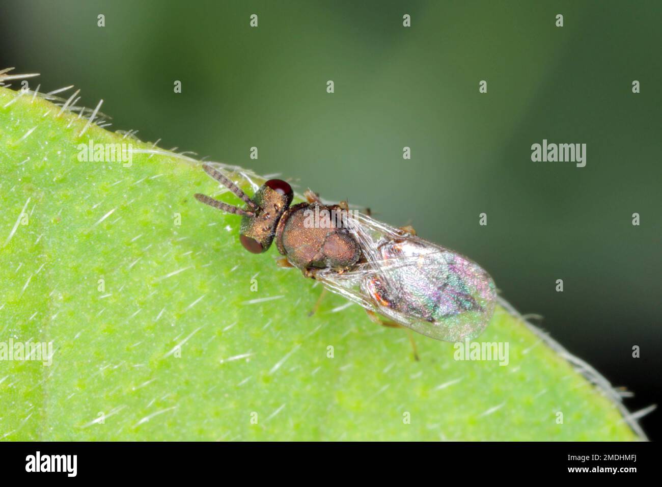 Adult Chalcidoid Wasp of the Superfamily Chalcidoidea Stock Photo - Alamy