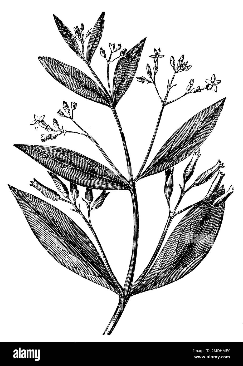 quinine, flower branch, Cinchona calisaya, (botany book, 1910 ...