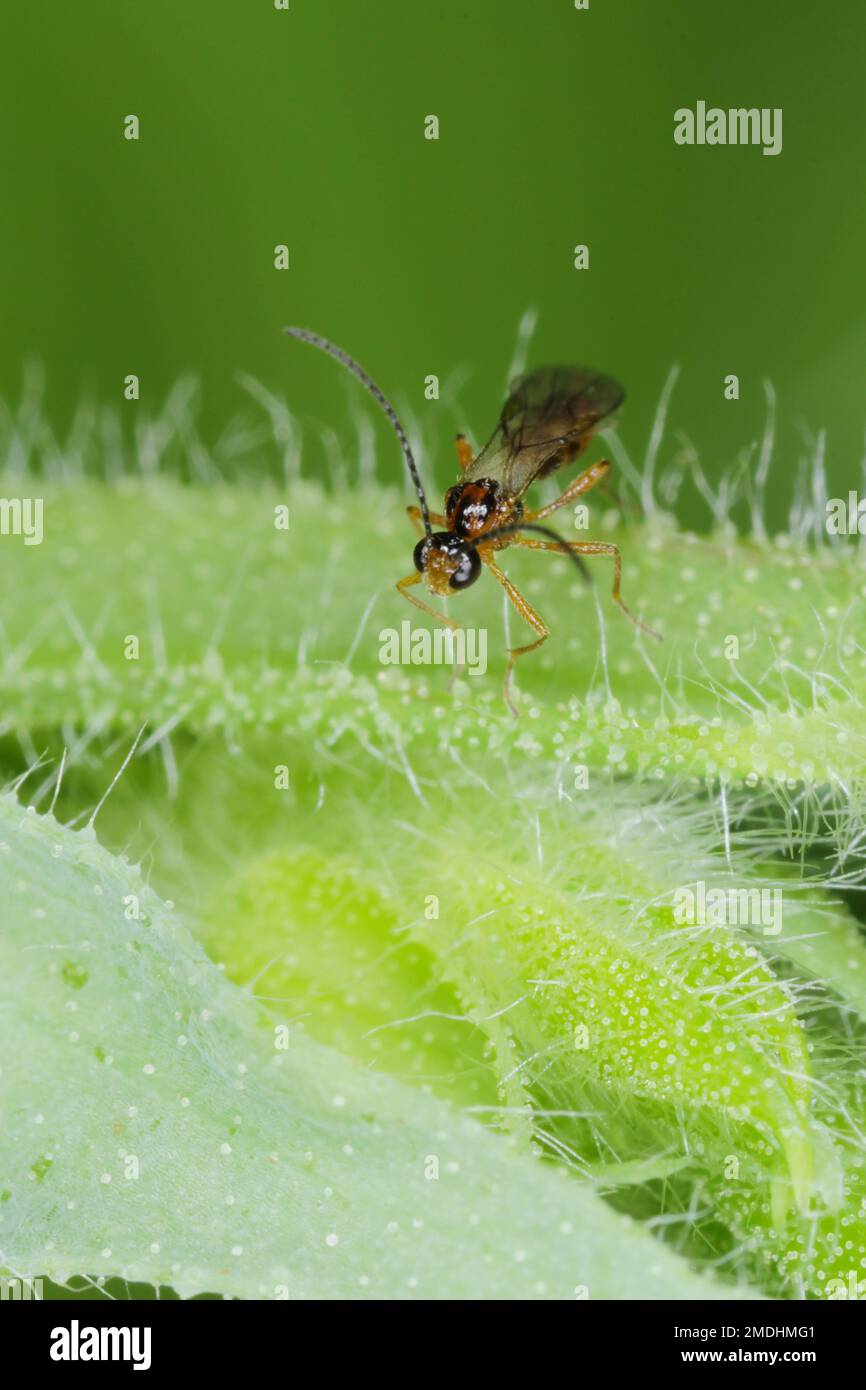 Adult Chalcidoid Wasp of the Superfamily Chalcidoidea Stock Photo - Alamy
