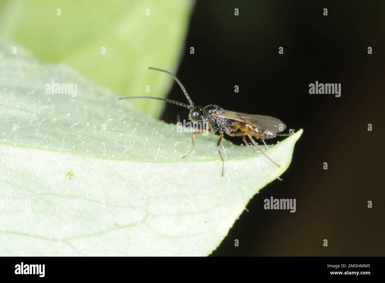 Adult Chalcidoid Wasp of the Superfamily Chalcidoidea Stock Photo - Alamy