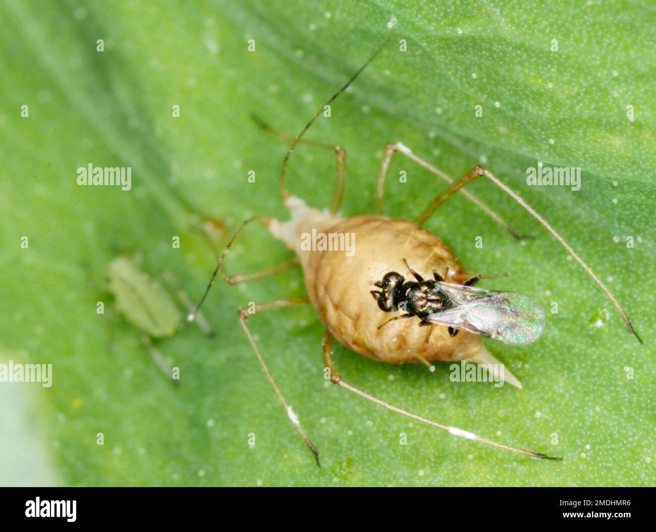The pea aphid Acyrthosiphon pisum parasitized by Braconidae ...