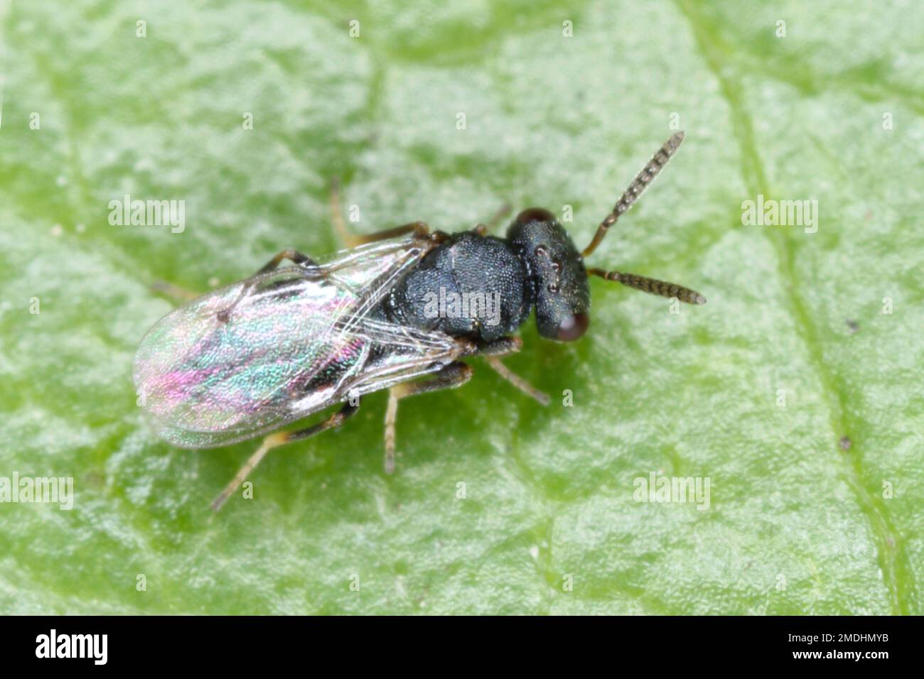 Adult Chalcidoid Wasp of the Superfamily Chalcidoidea Stock Photo - Alamy