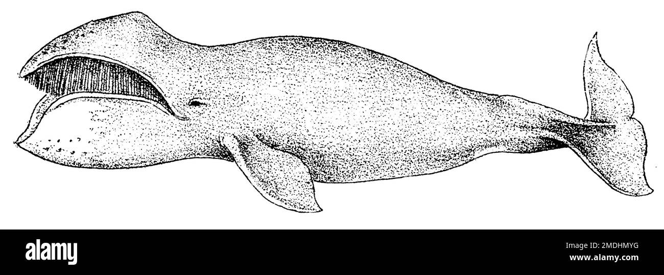 Greenland whale, Balaena mysticetus, (zoology book, 1909), Grönlandwal ...