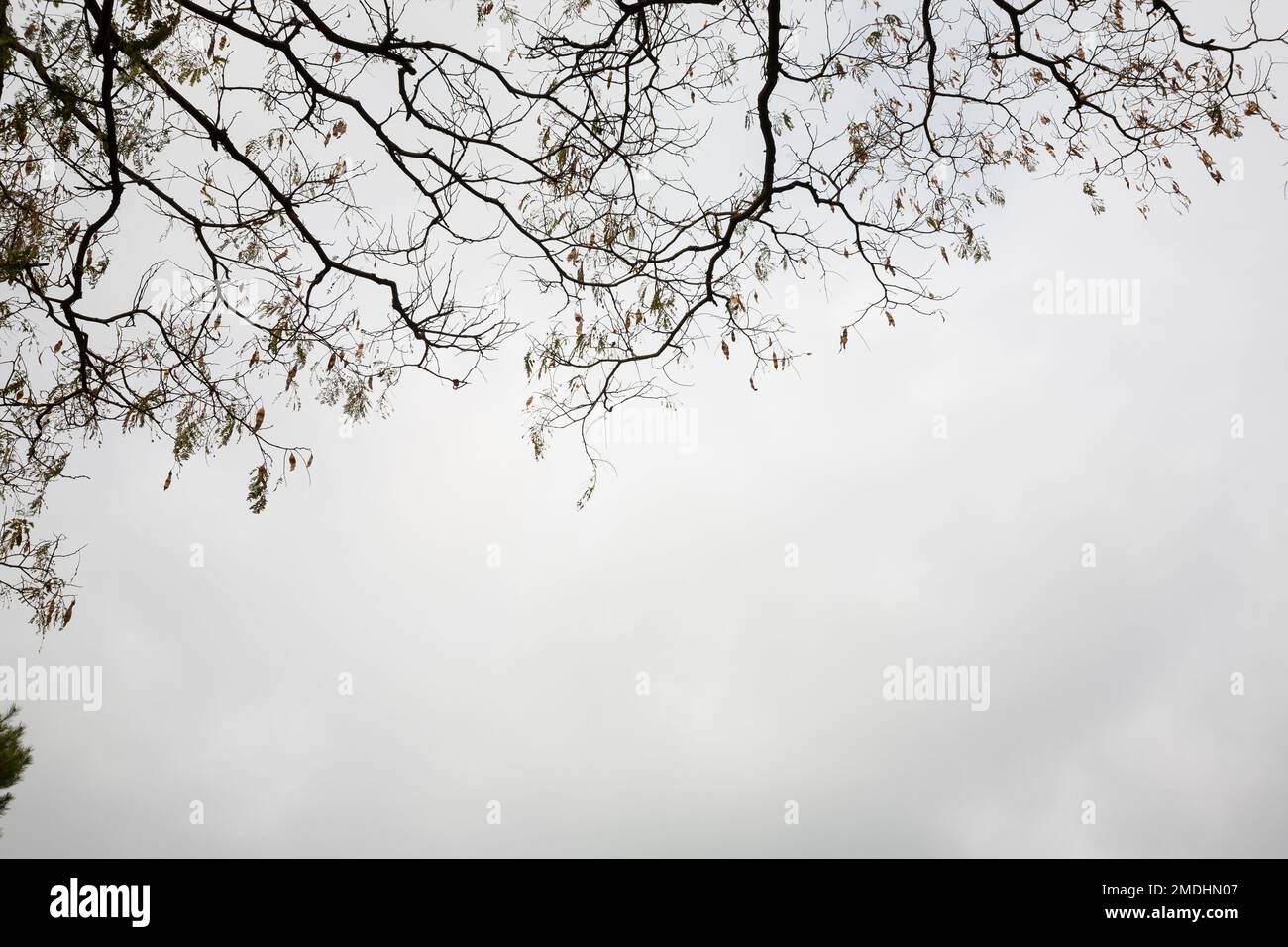 Network trees hi-res stock photography and images - Alamy