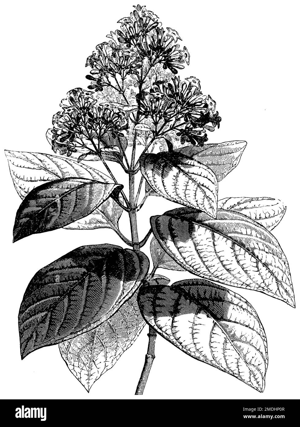 Quinquina officinalis hi-res stock photography and images - Alamy