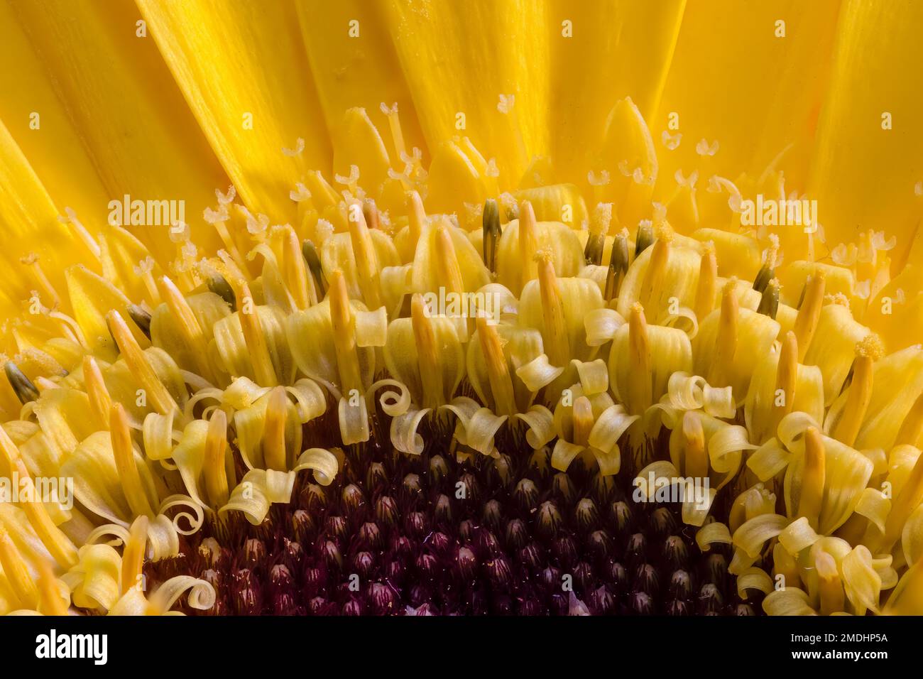 Gerberas that are yellow hi-res stock photography and images - Alamy