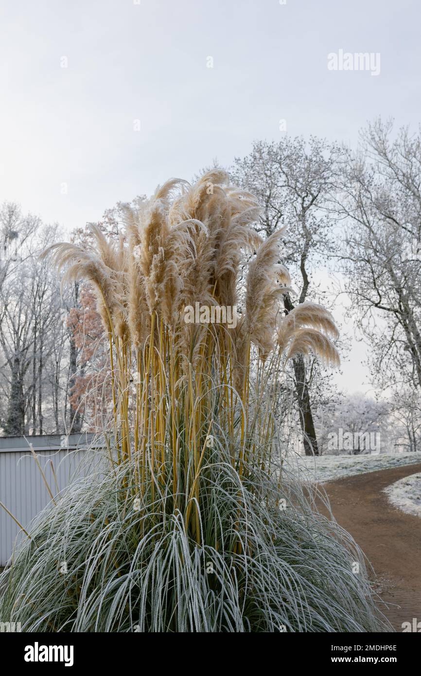 Pampas grass (Cortaderia selloana) with hoar frost in winter season ...