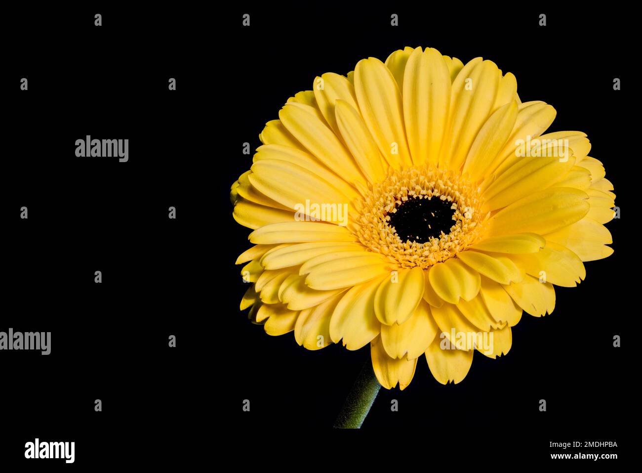 A close up of a bright yellow Gerbera flower, photographed against a ...