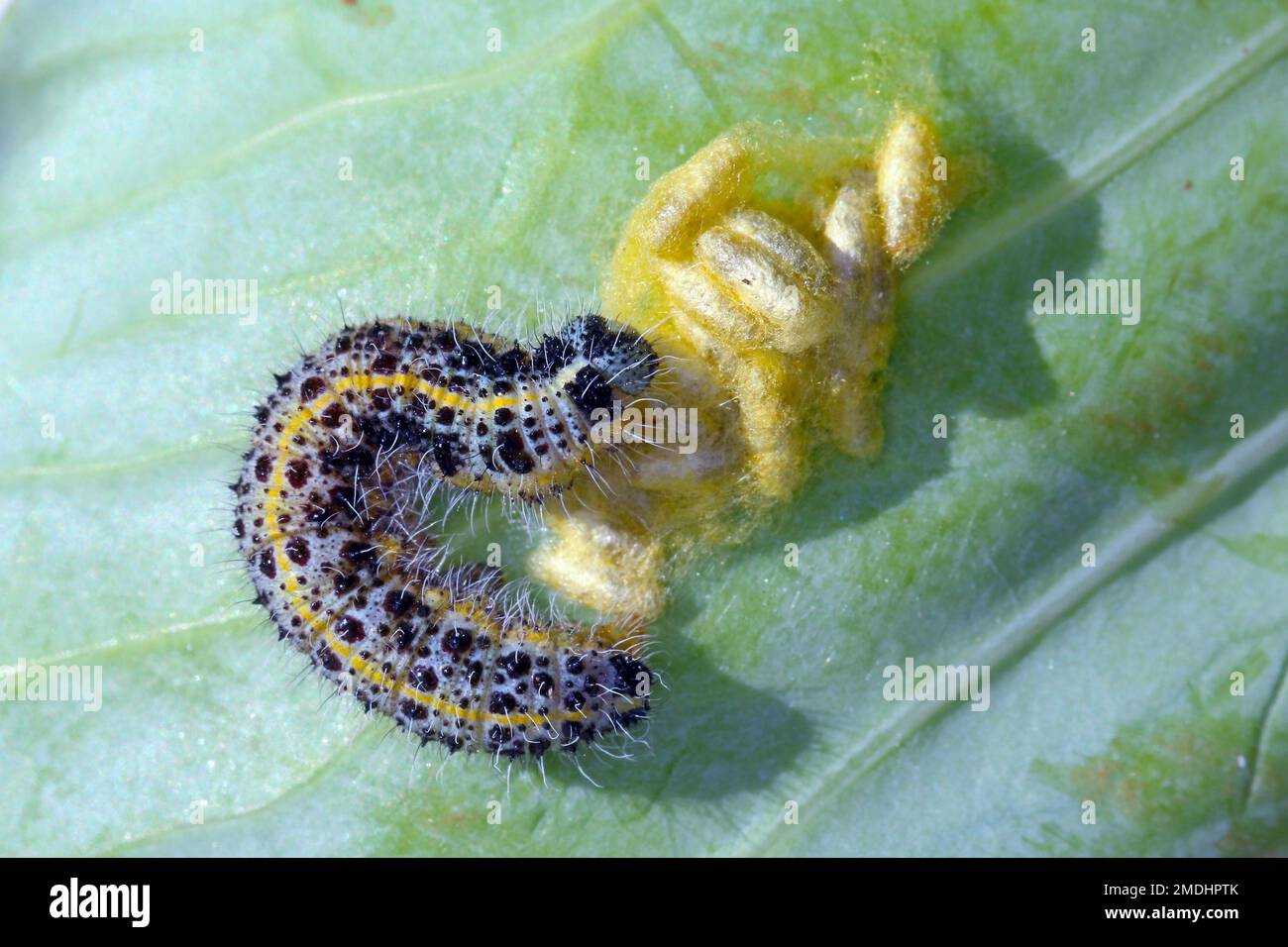 Cocoons of the parasitic wasp Cotesia glomeratus next to the remains of ...