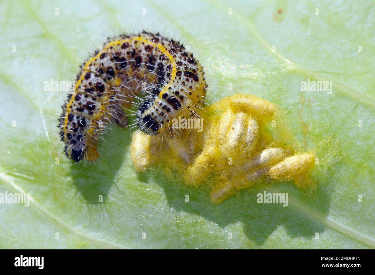 Cocoons of the parasitic wasp Cotesia glomeratus next to the remains of ...